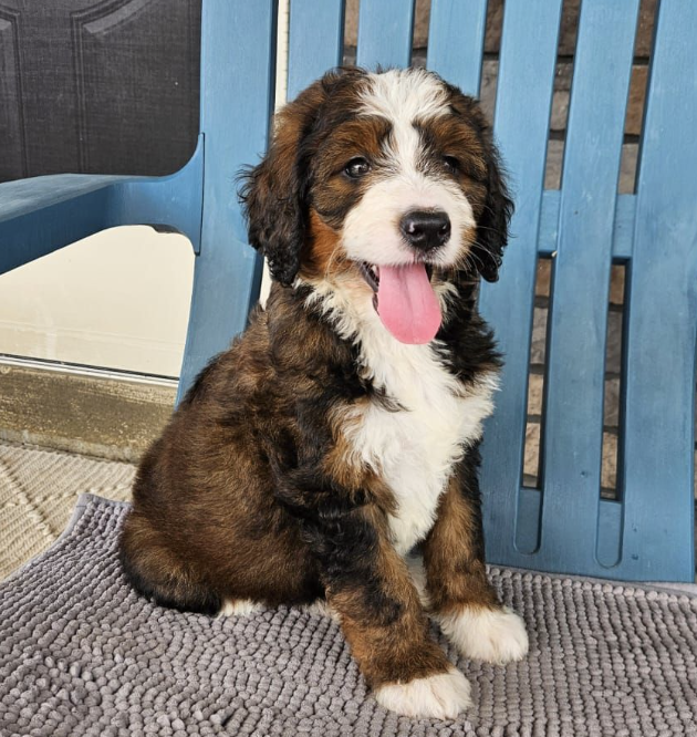Girl Daisy $2600 (Red Sable Standard Bernedoodle) Ready to Go Home Now ...